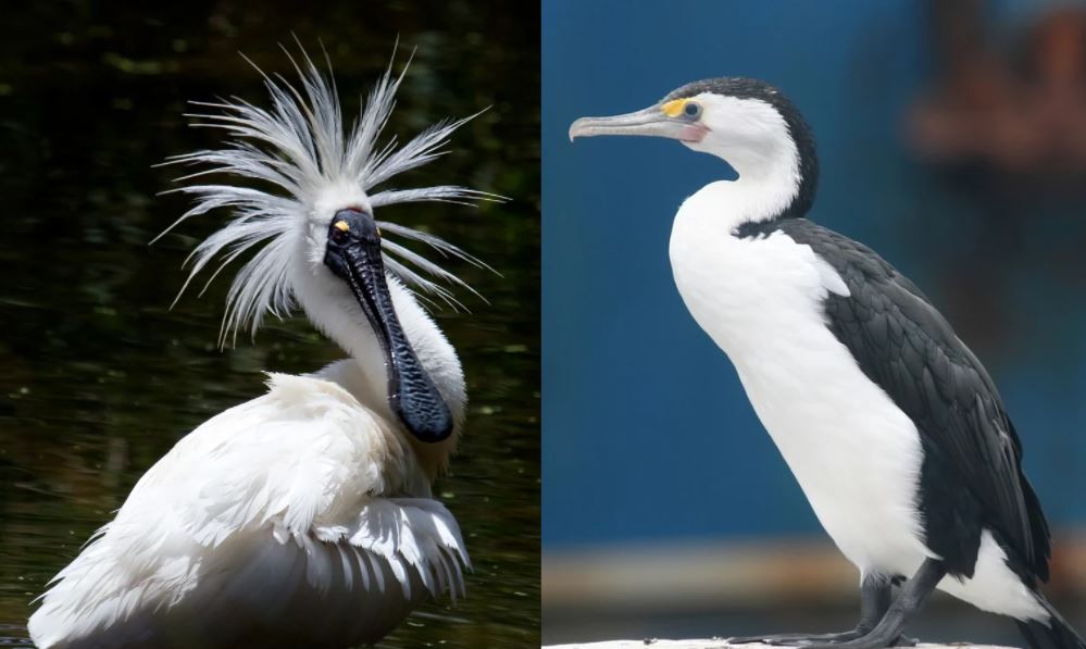 Dowd Morass State Game Reserve partially closed to hunting - Game ...