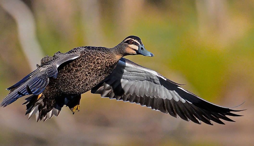 Duck season arrangements - Game Management Authority