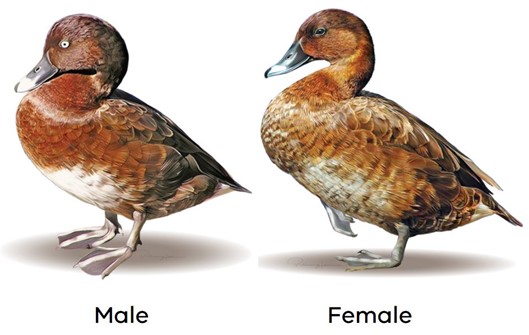 Duck season arrangements - Game Management Authority