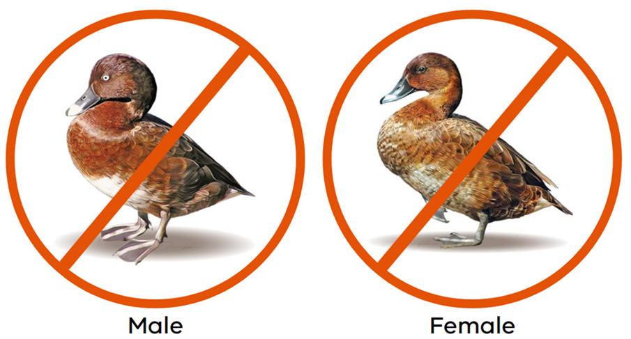 Duck season arrangements - Game Management Authority