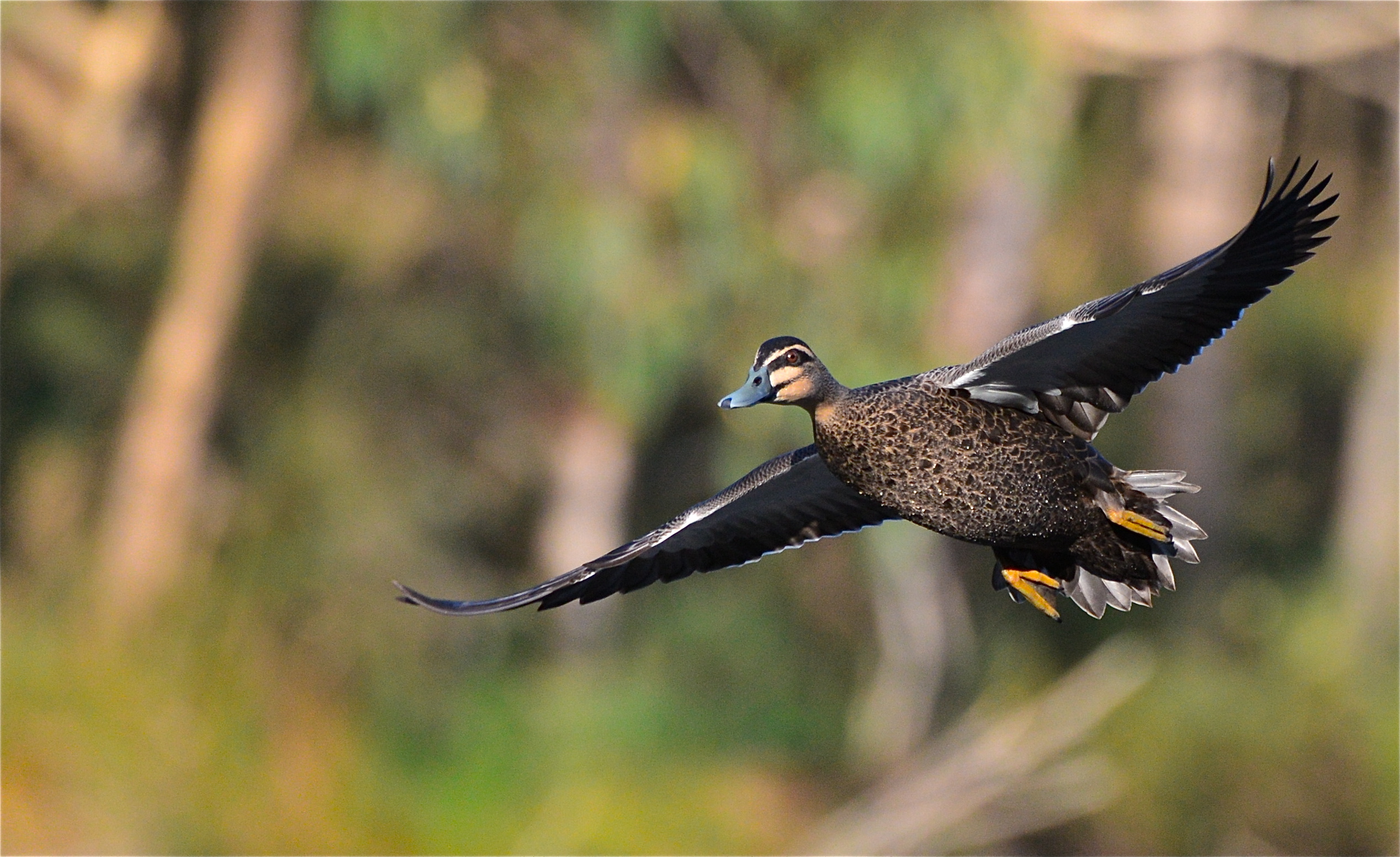 Sustainable Hunting Action Plan 2021-2024 - Game Management Authority