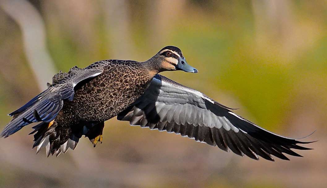 Duck season arrangements - Game Management Authority